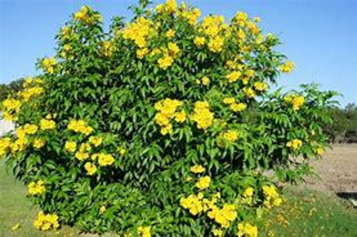 Yellow Esperanza -yellow Bells (tecoma Stans) Seeds 50 - Etsy
