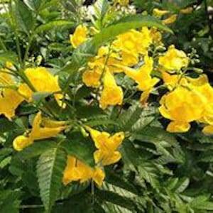 Yellow Esperanza -yellow Bells (tecoma Stans) Seeds 50 - Etsy