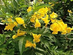 Yellow Esperanza -yellow Bells (tecoma Stans) Seeds 50 - Etsy