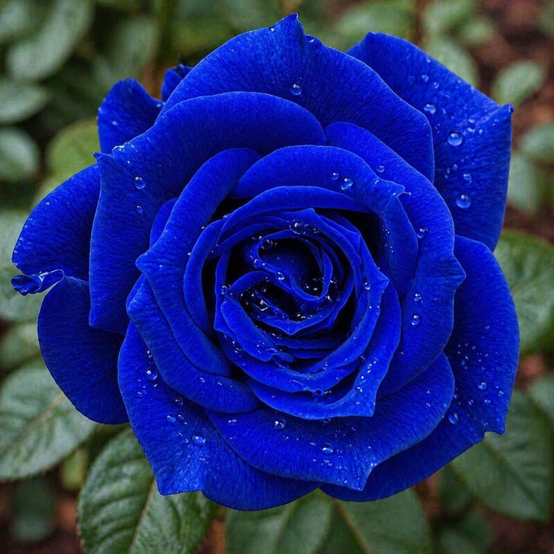 Purple Blue Tone Rose Seeds, 20pcs Rosa Seeds, Lavender Flower, Garden ...