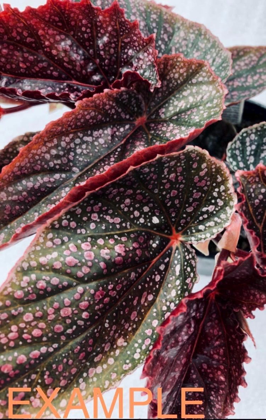 RARE Pink Benigo Angel Wing Begonia Live Plant Potted - Etsy