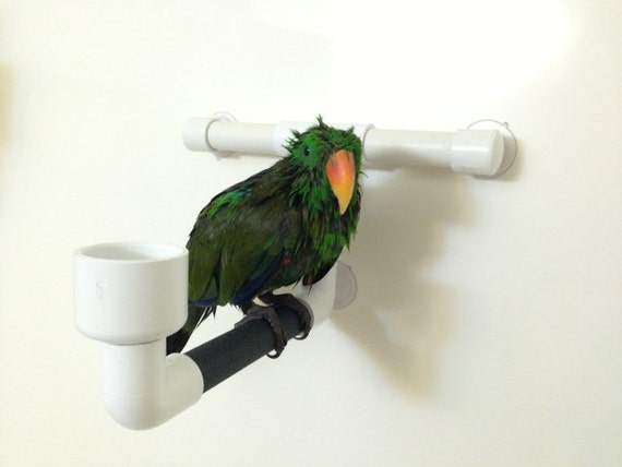 Items similar to SHOWER and WINDOW bird parrot PERCH with suction cups ...