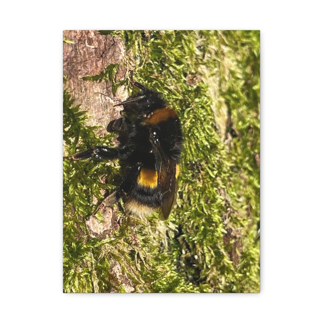 Bumblebee Canvas Print, Wildlife Nature Photography, Bee on Tree Bark ...