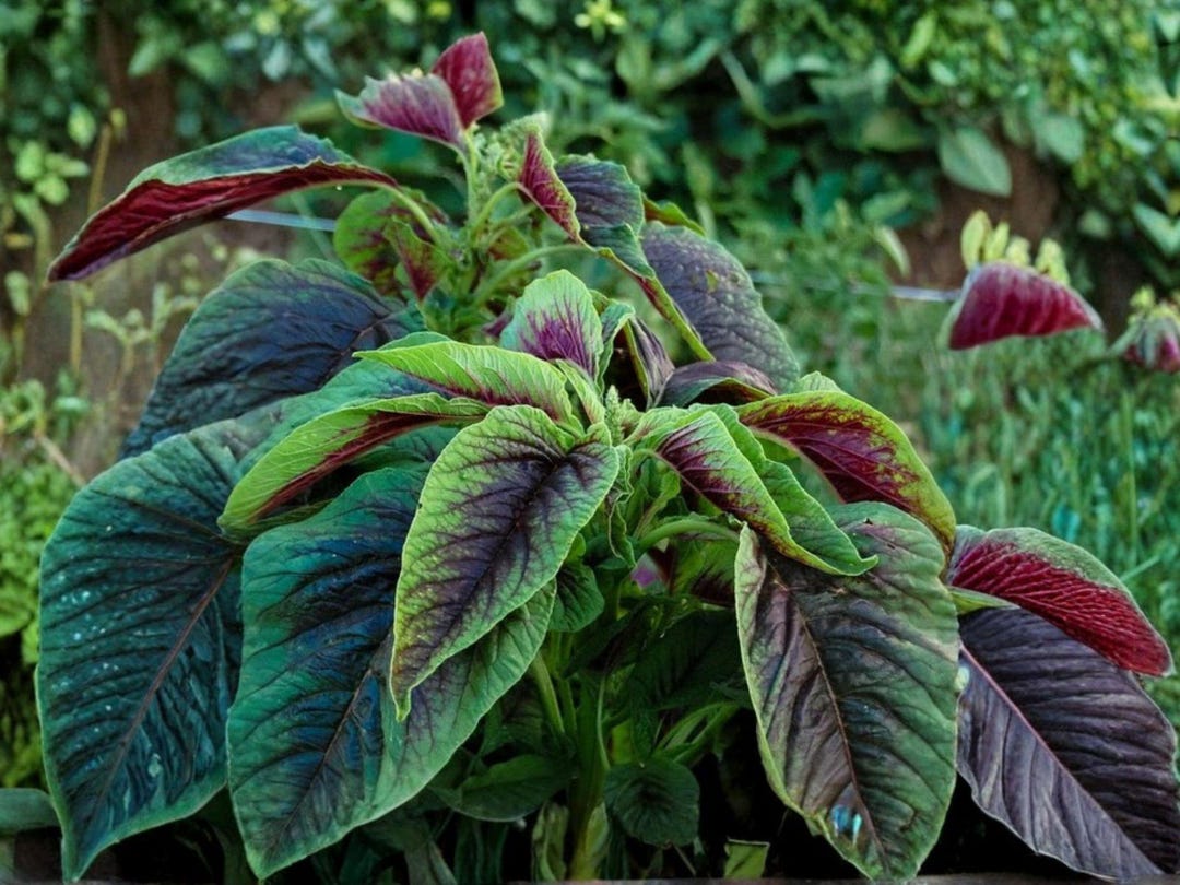 Red Beauty Tricolor Amaranth – Edible Red Stripe Leaf, 500 Seed - Etsy