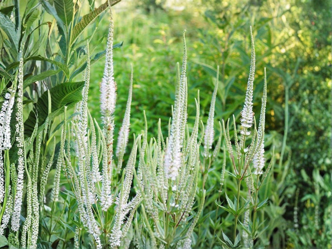 Veronicastrum Virginicum Culver’s Root Seeds – 2500 Native Perennial ...