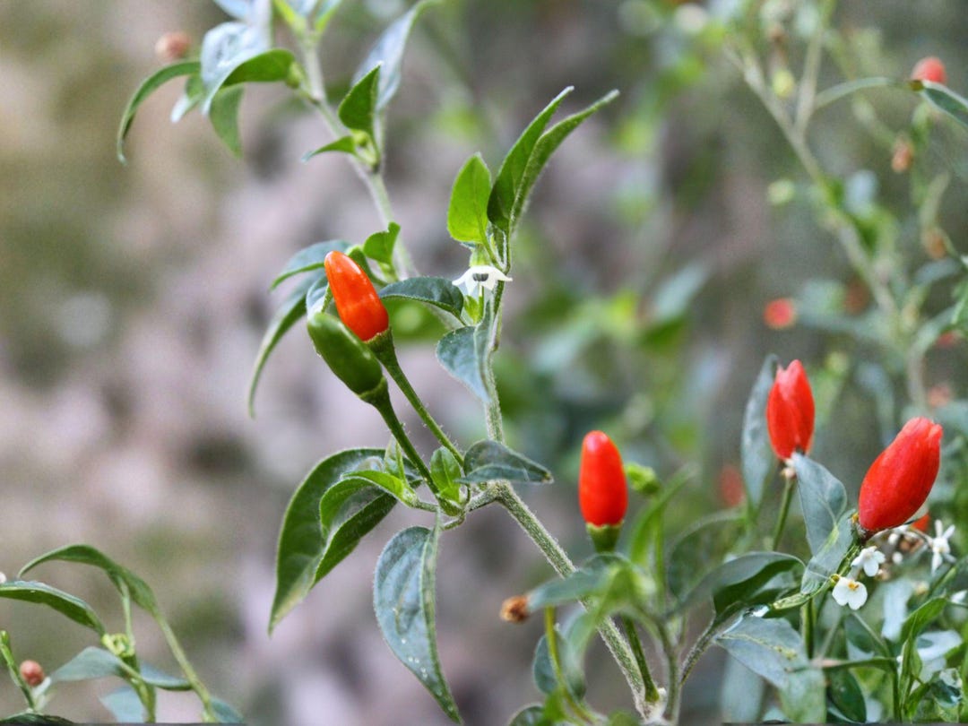 Chile Piquin Hot Pepper Seeds – 25 Seeds - Etsy