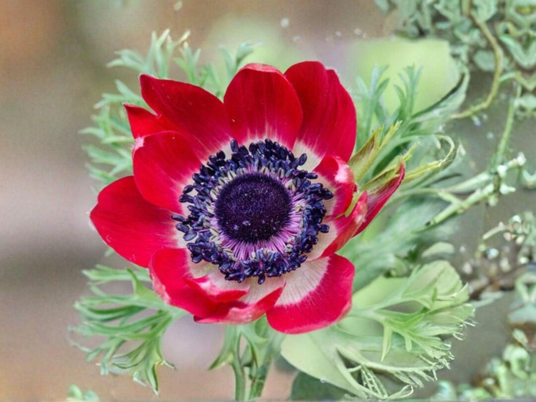 Anemone Multifida Seeds – Windflower 100 Seeds, Native Perennial for ...