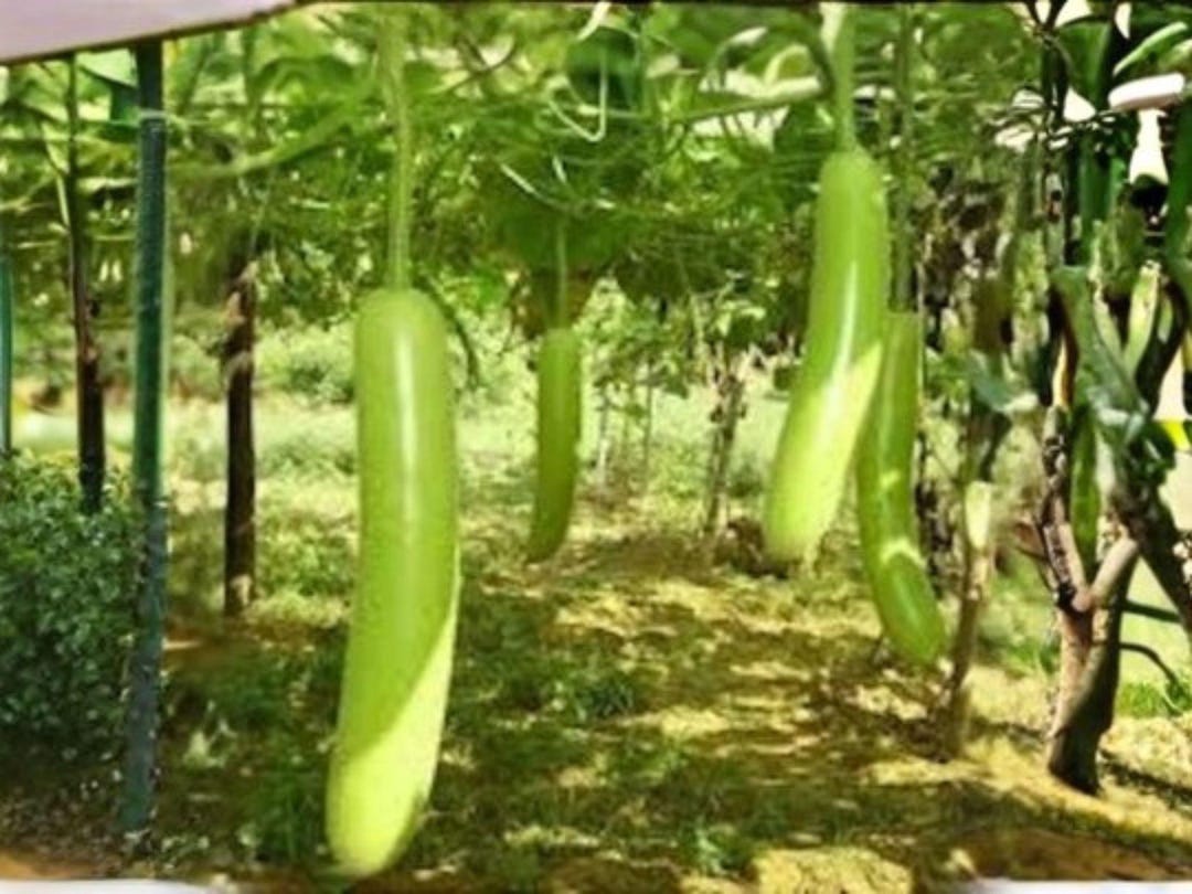 Snake Gourd Vegetable Seeds – 10 Seeds - Etsy