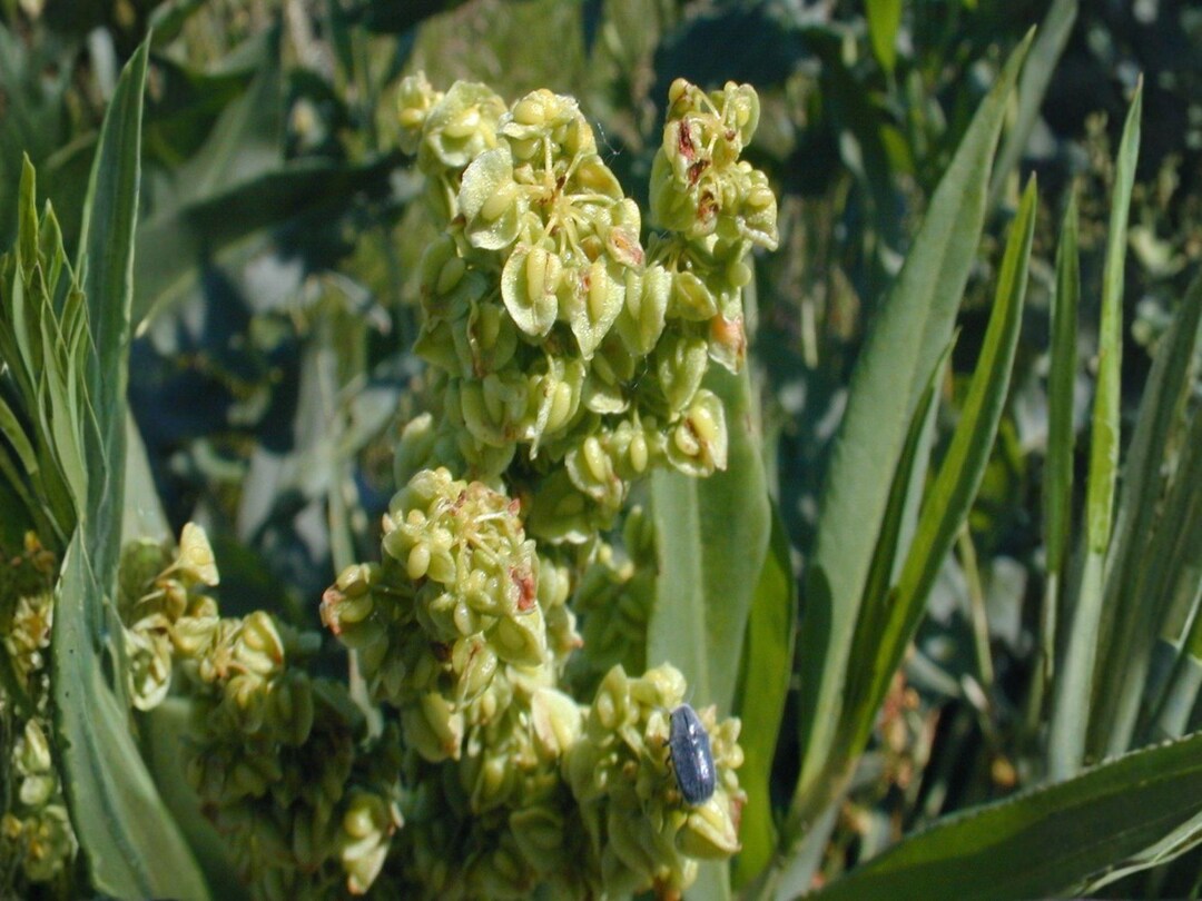 Rumex Altissimus Seeds (pale Dock) – 100 Native Wildflower Seeds for ...