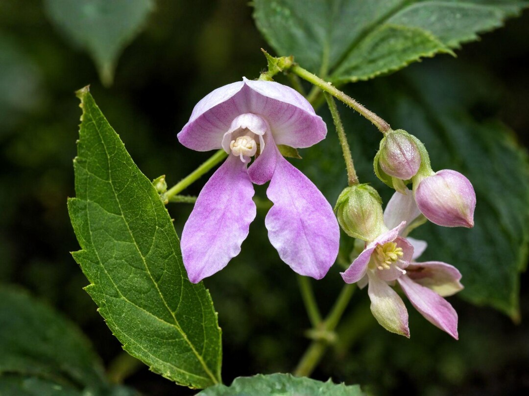 Phaseolus Polystachios Wild Kidney Bean Vine 5 Seeds | Native Climbing ...