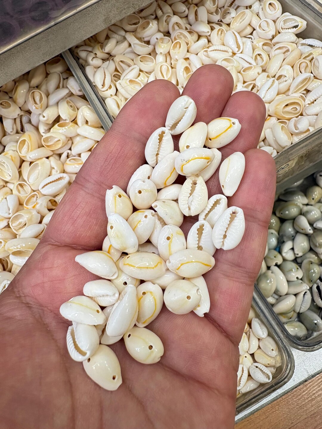 Natural Sea Shell Beads | Shell Beads for Jewelry Making and Crafts ...