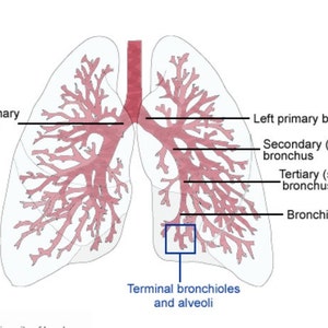 Sterling Silver Anatomical Lungs Necklace / Lungs Jewelry / - Etsy
