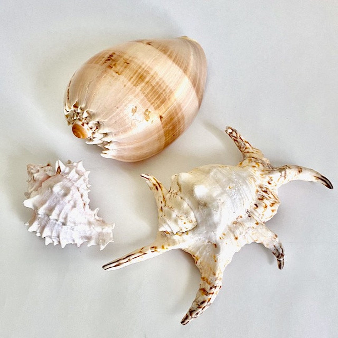 Vintage Set of 3 Conch Type Sea Shells, Natural Conch Shells, Home ...