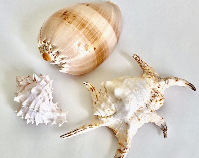 Vintage Set of 3 Conch Type Sea Shells, Natural Conch Shells, Home ...