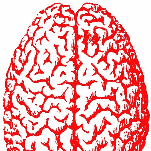 Brain Diagram RUBBER STAMP Detailed Brain Diagram Brain - Etsy