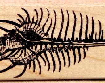 Ammonite Fossil Shell Rubber Stamp sm - Etsy
