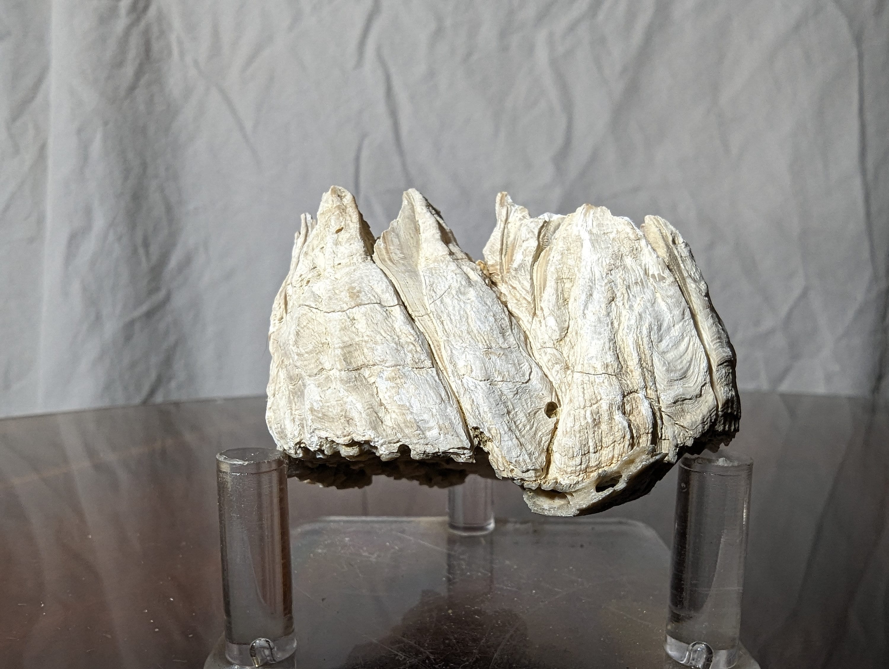 Fossilized Barnacles From James River, Virginia - Etsy