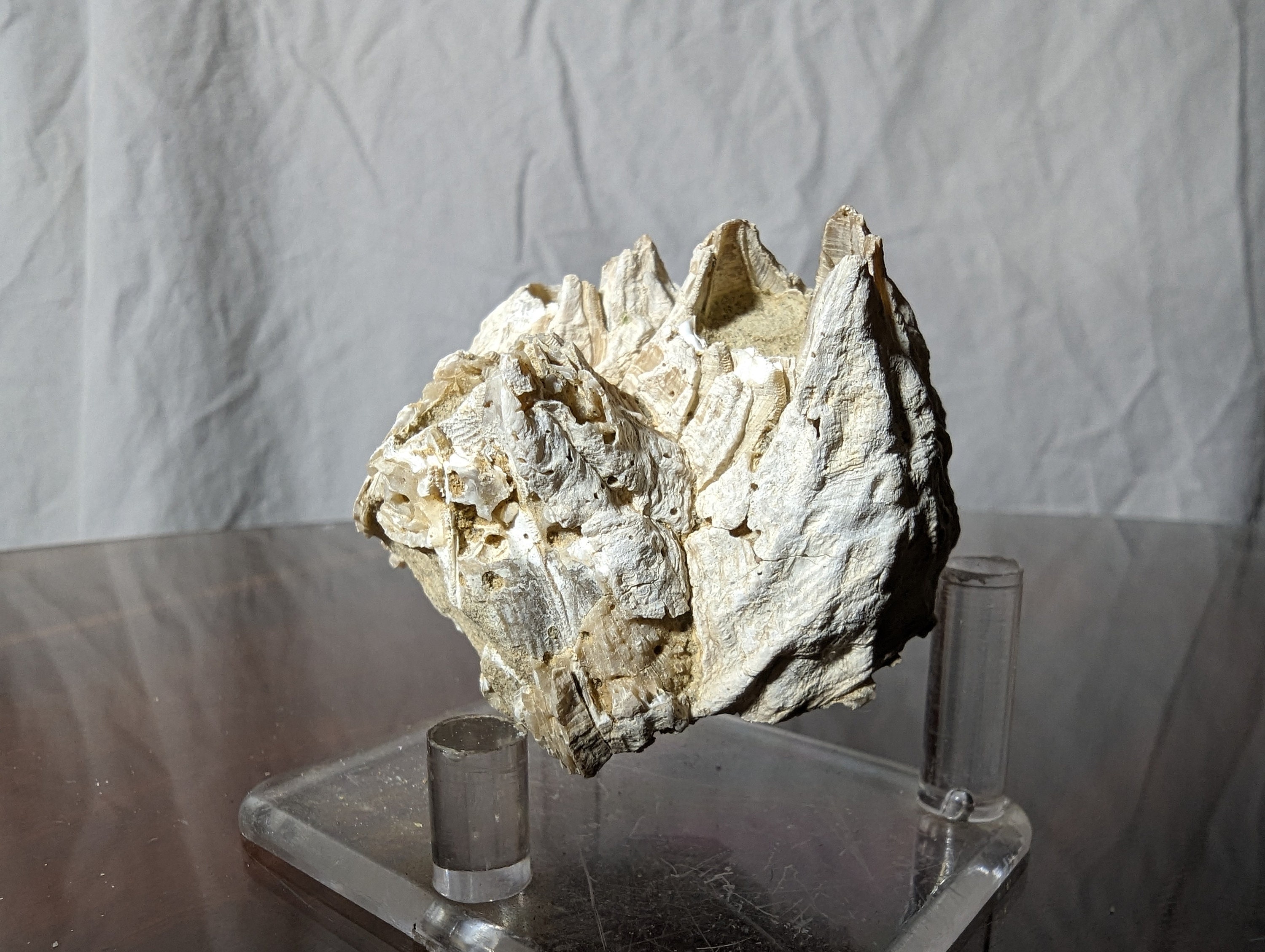 Fossilized Barnacles From James River, Virginia - Etsy