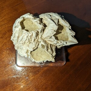 Fossilized Barnacles From James River, Virginia - Etsy