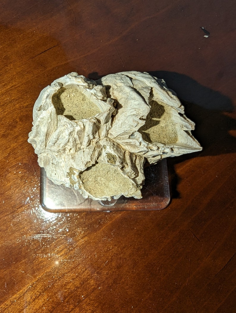 Fossilized Barnacles From James River, Virginia - Etsy
