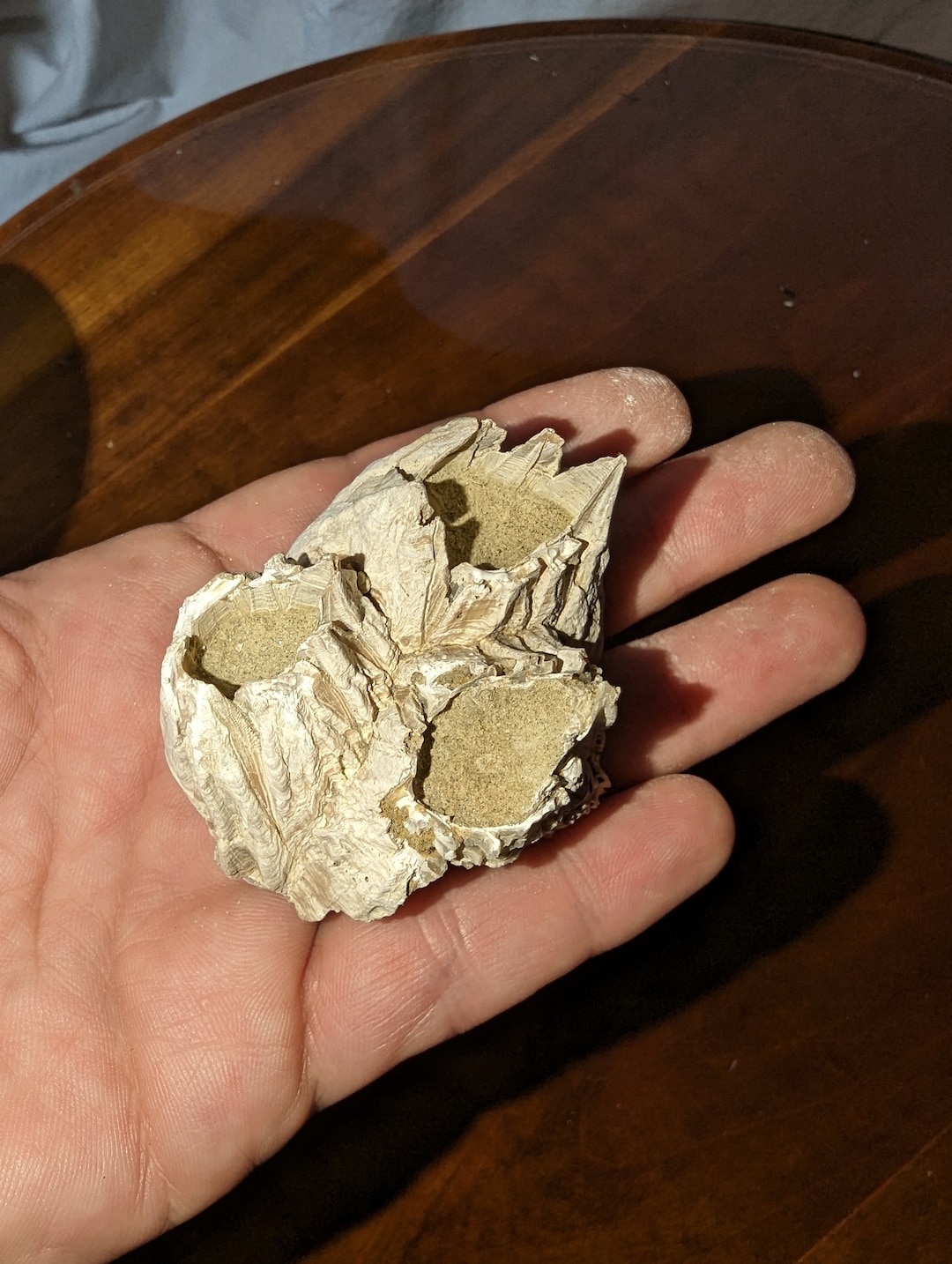 Fossilized Barnacles From James River, Virginia - Etsy