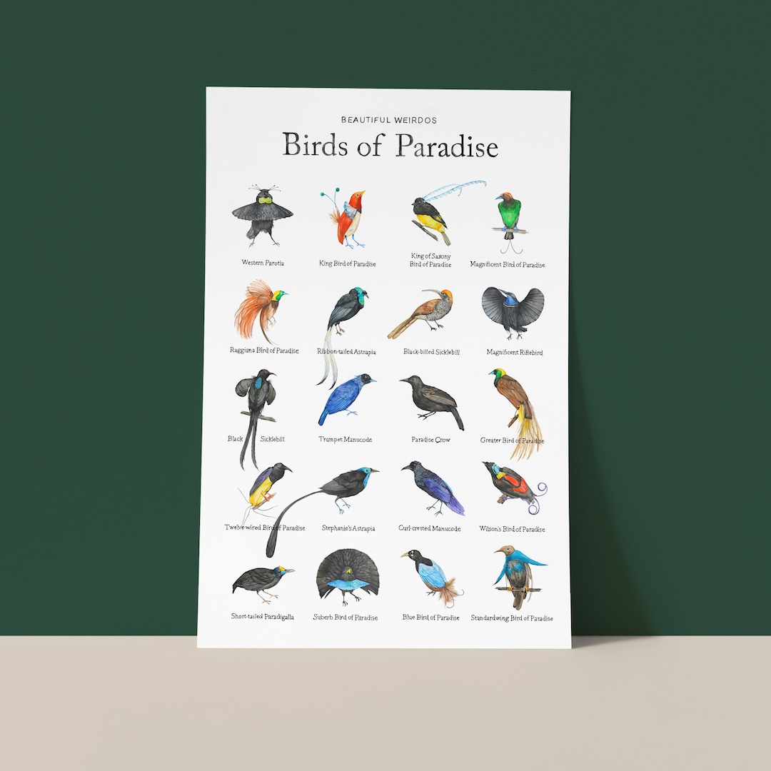 Beautiful Weirdos: Birds of Paradise - Etsy