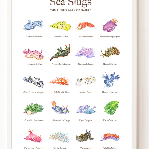 Sea Slug - Etsy