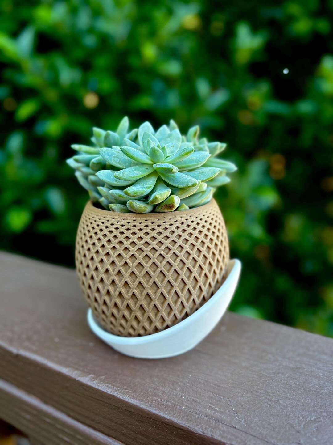 Polygon Planter (with Wrap-around Plate) - Etsy
