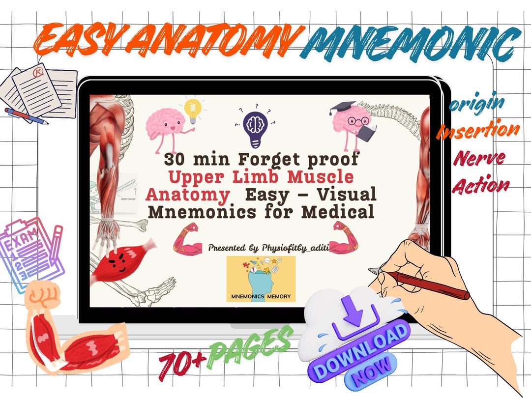 Exam Ready Anatomy : Upper Limb Muscle Visual Stories Mnemonics - Etsy