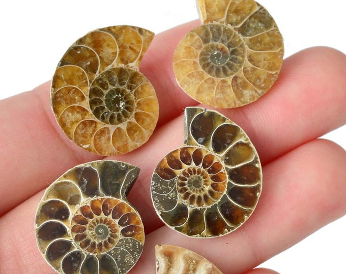 1 Pair Small AMMONITE FOSSIL Matching Set (20-25mm) Nautilus Shell ...