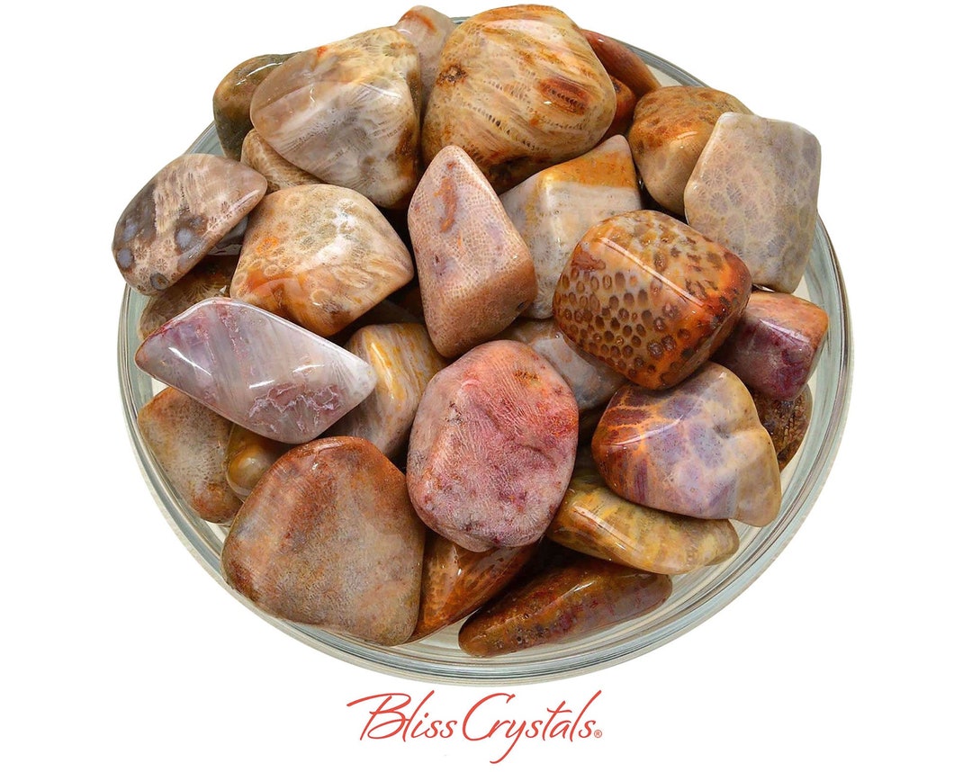 1 Large FOSSIL CORAL Agate aka Agatized Coral Tumbled Stone Healing ...