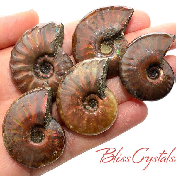 Ammonite - Etsy