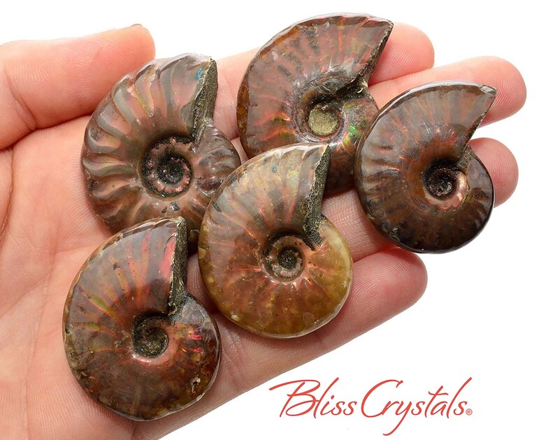 1 Medlrg Red Fire AMMONITE Opalized Fossil Whole Shell Nautilus ...