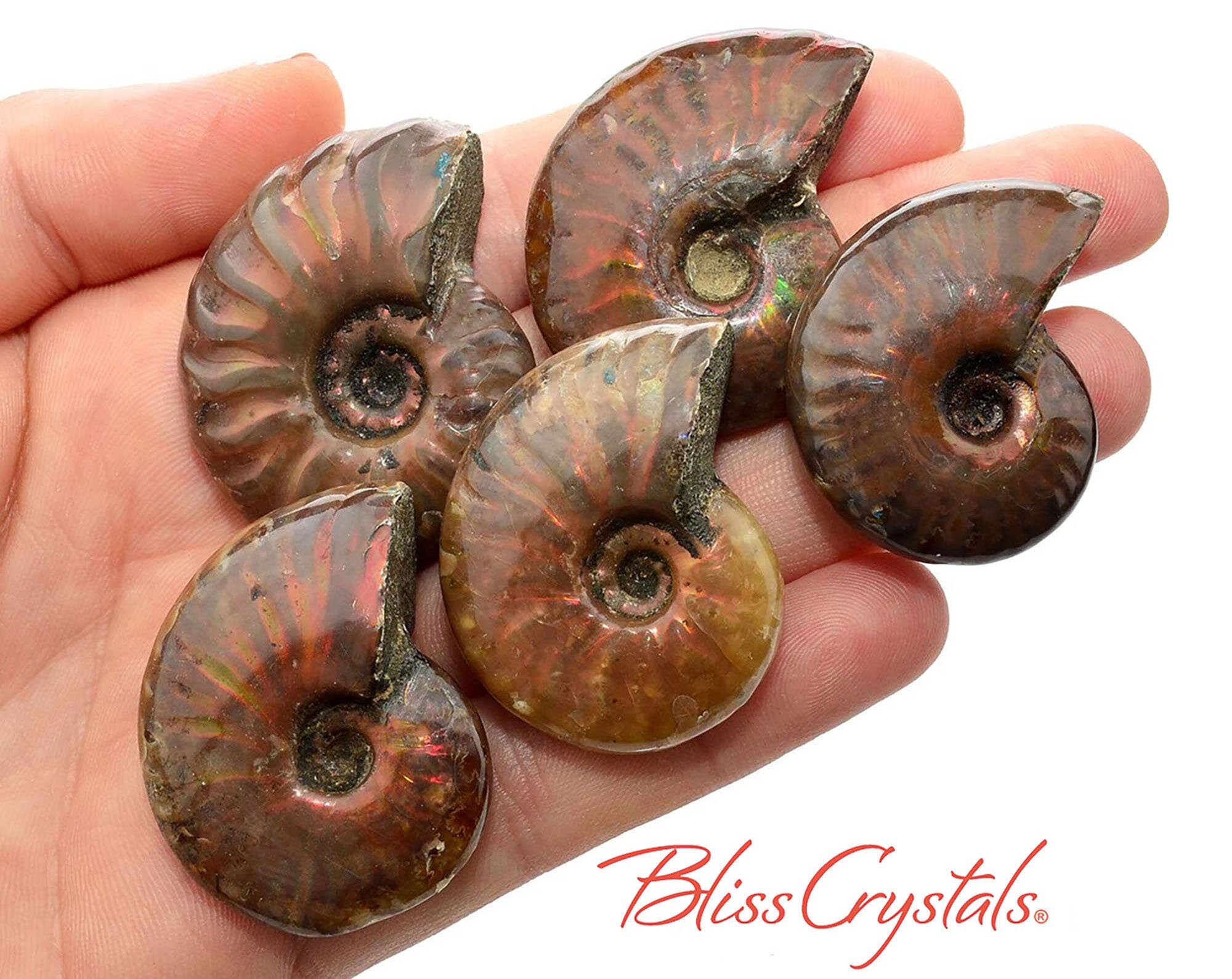 1 Medlrg Red Fire AMMONITE Opalized Fossil Whole Shell Nautilus ...
