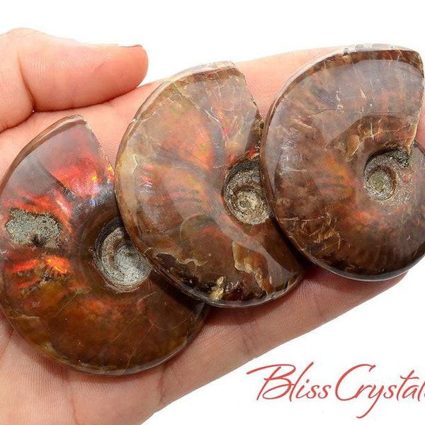 Ammonite - Etsy
