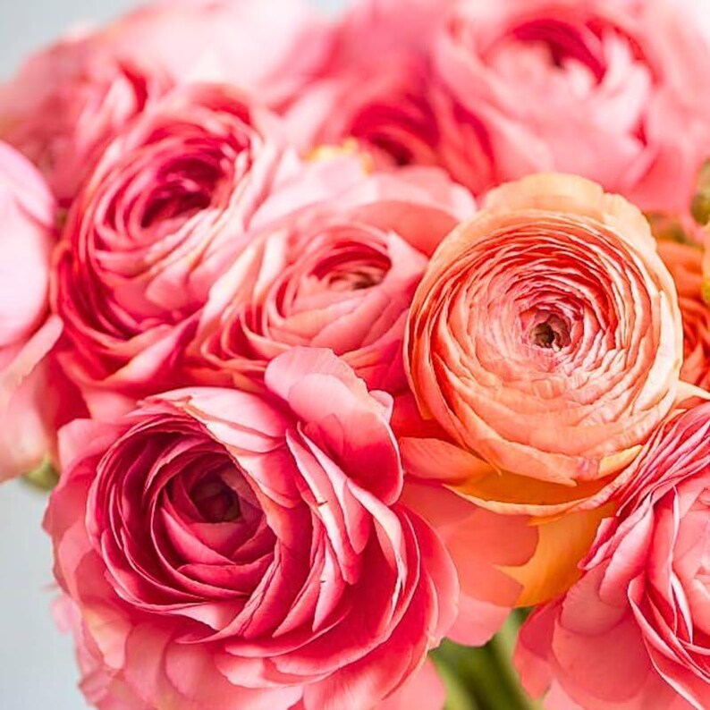 25 Pink Ranunculus Bulbs (corms) for Spring Planting, Colorful ...