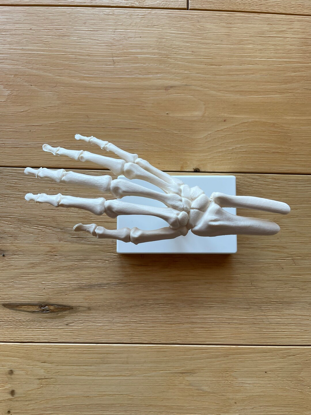 Human Hand Model by Geigy - Etsy