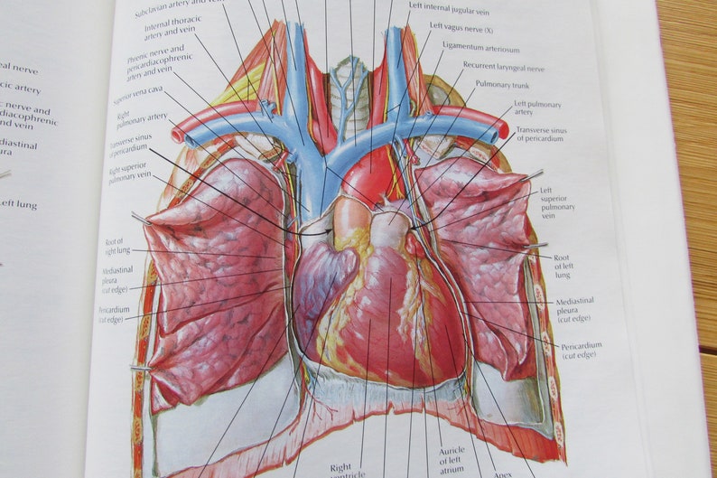 Vintage-anatomy of the Thorax F. Netter MD Hard Cover 1990 - Etsy Ireland
