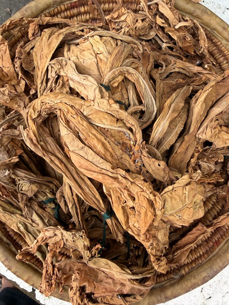 Dried Ewe Taba Leaves: Traditional, Spiritual, Herbal, Cooking Uses - Etsy