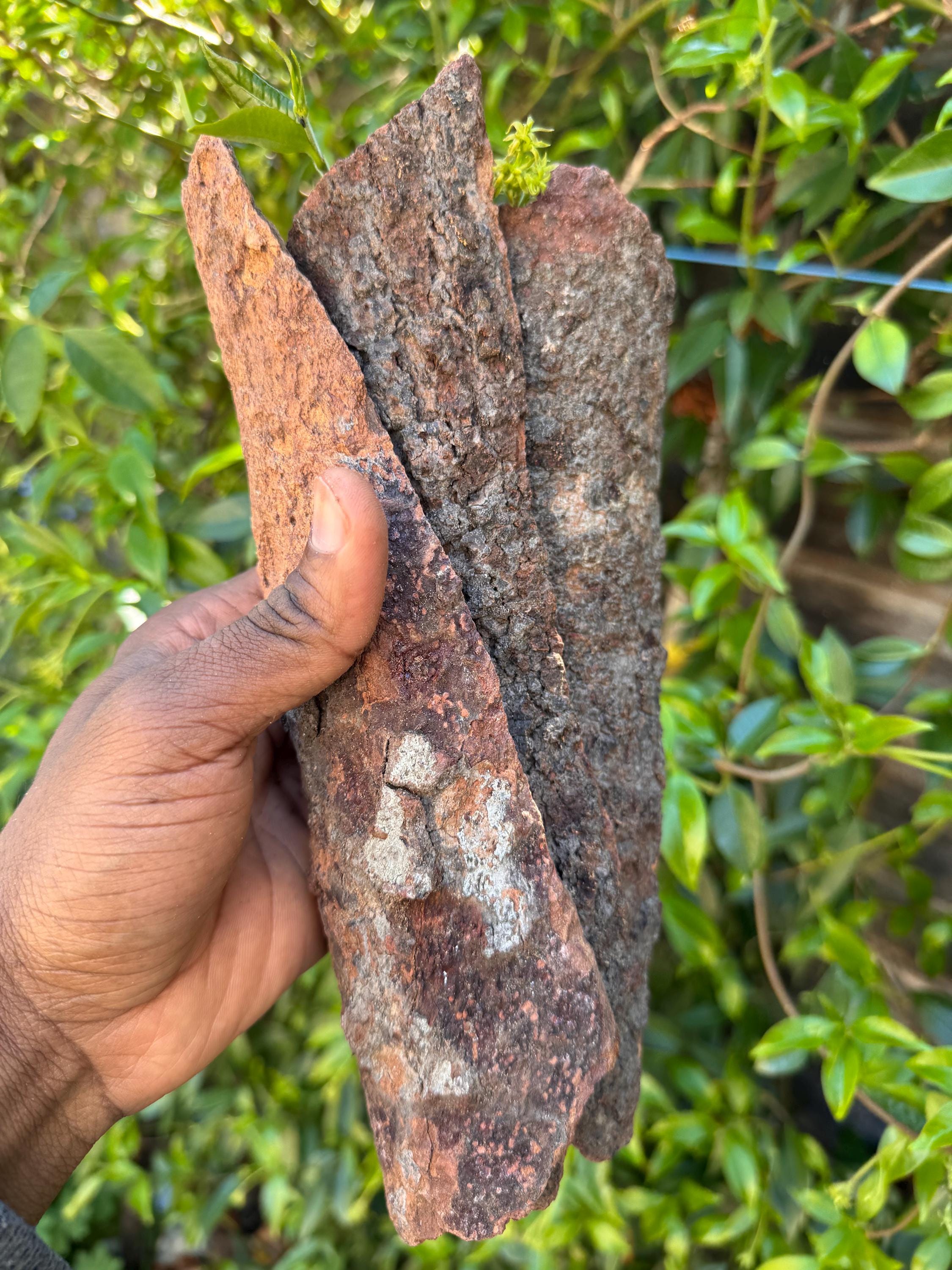 Epo Obo Tree Bark: Organic Ficus Platyphylla, Anti-witchcraft Bark for ...