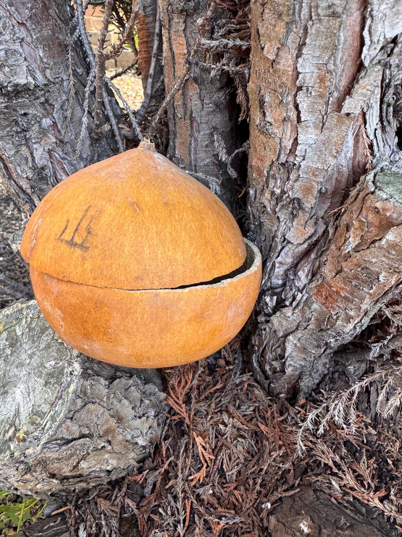 Igba Calabash: Traditional Food, Drink Container, Spiritual Soap Gourd ...