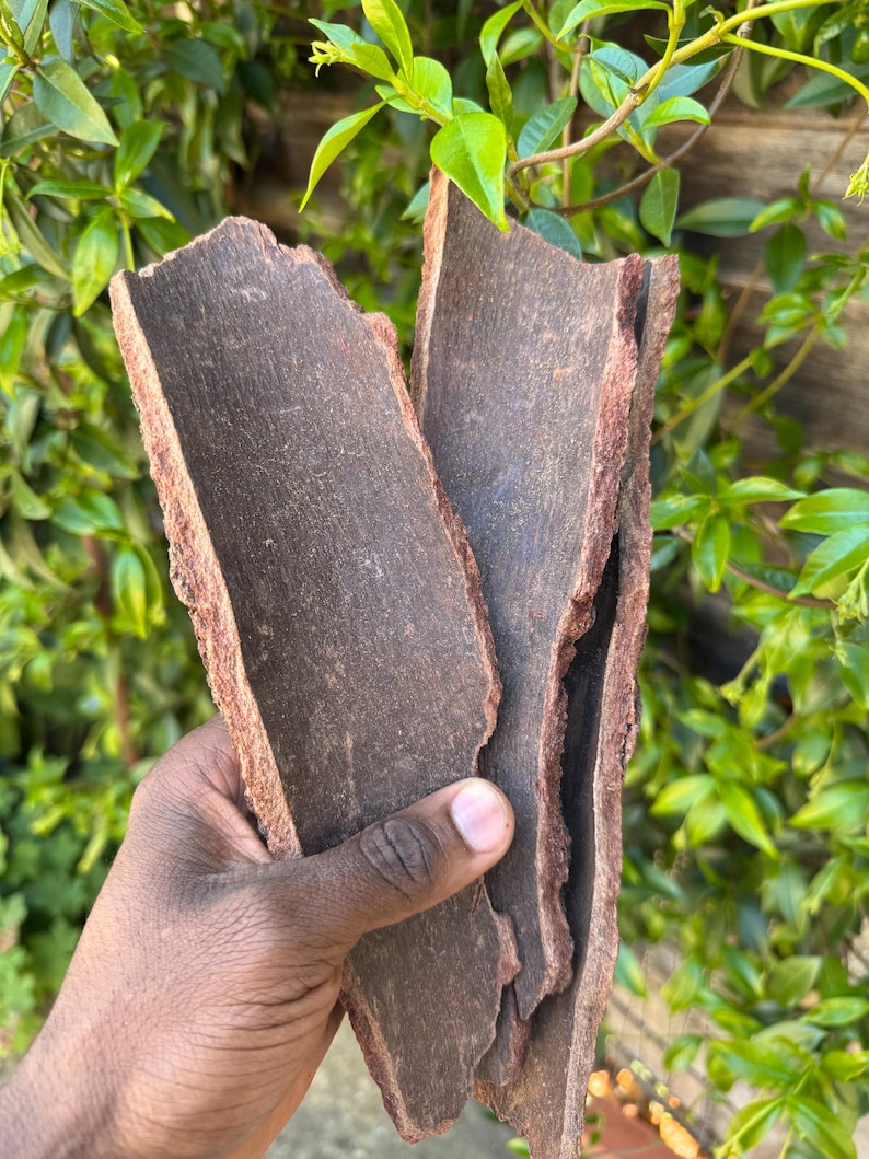Epo Obo Tree Bark: Organic Ficus Platyphylla, Anti-witchcraft Bark for ...