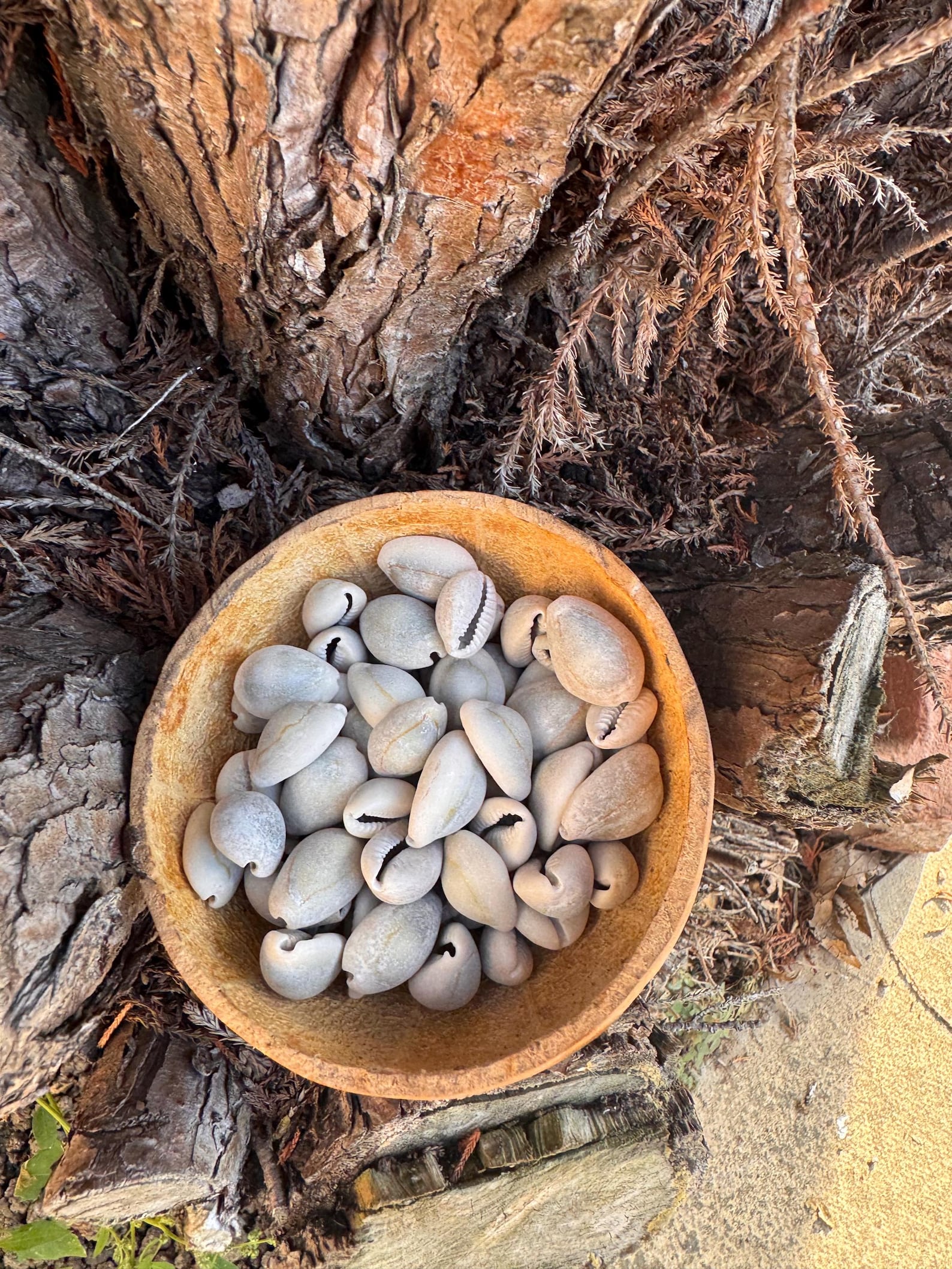 Natural Calabash Pot: Traditional Food, Drink Container, Spiritual Soap ...