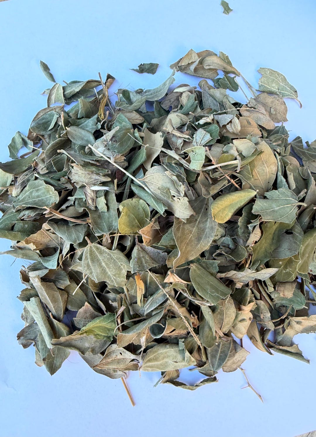 Sidr Leaf: Pure Sidr, Lote, Jujube Leaves for Spiritual and Islamic ...