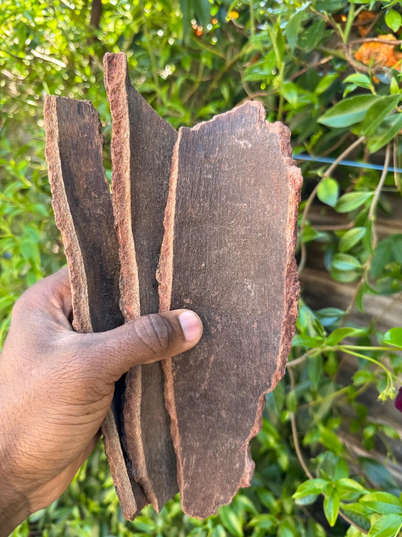 Epo Obo Tree Bark: Organic Ficus Platyphylla, Anti-witchcraft Bark for ...