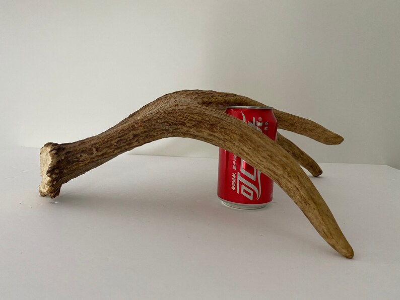 Vintage Moose Antler / Rack - Etsy