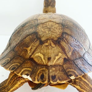 Vintage Taxidermy Turtle - Etsy