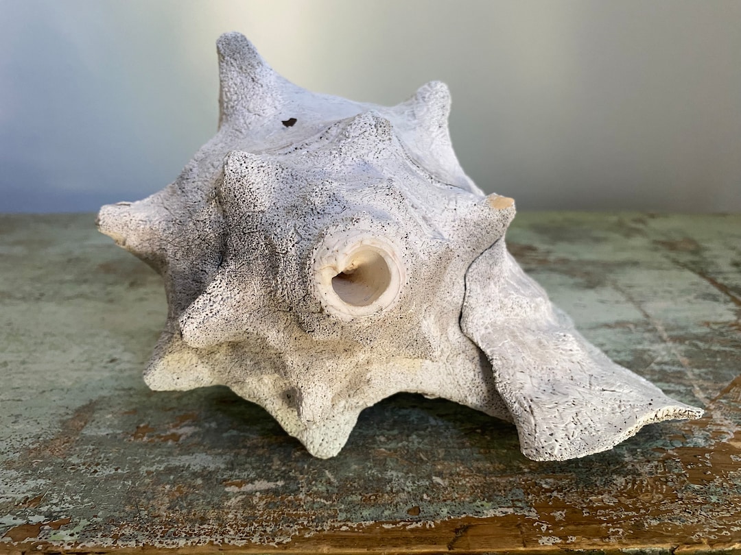 Vintage Fossilized Sea Conch Shell - Etsy