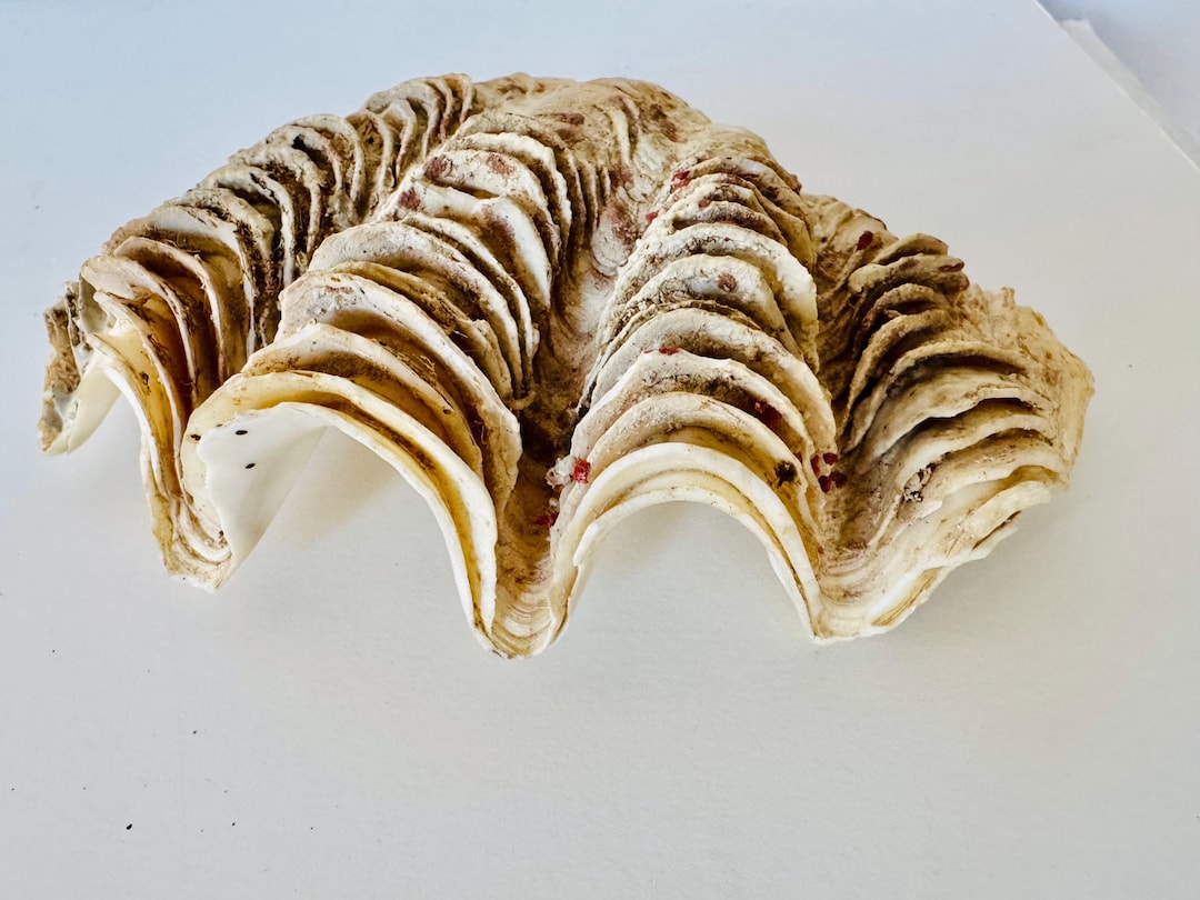 Natural Clam Shell Tridacna Gigas? Clam Shell - Etsy