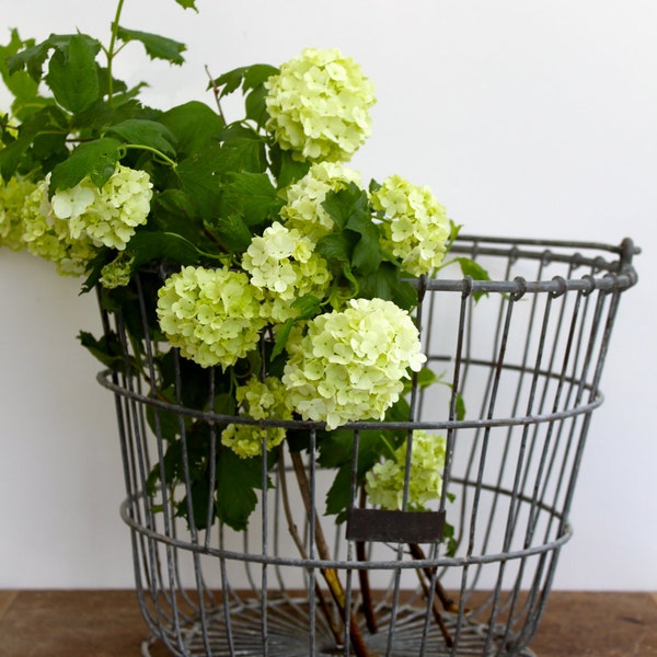 Vintage Wire Basket (Just for you!) - Etsy
